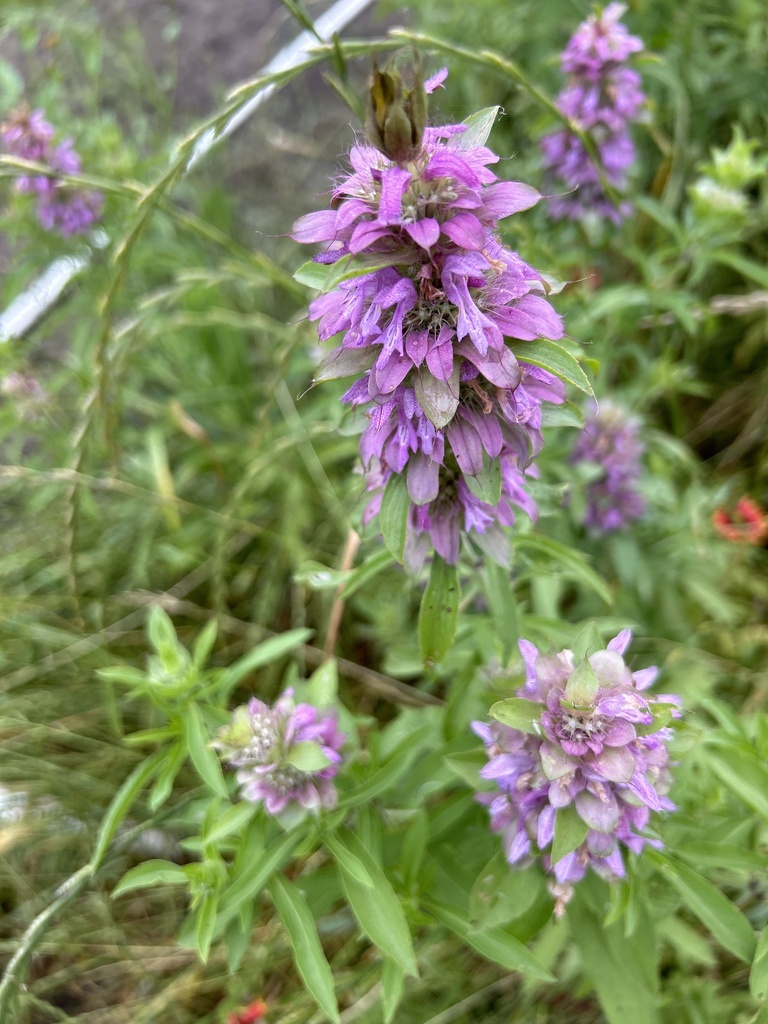 lemon beebalm from Plano, TX, US on May 12, 2024 at 10:04 AM by Jane ...