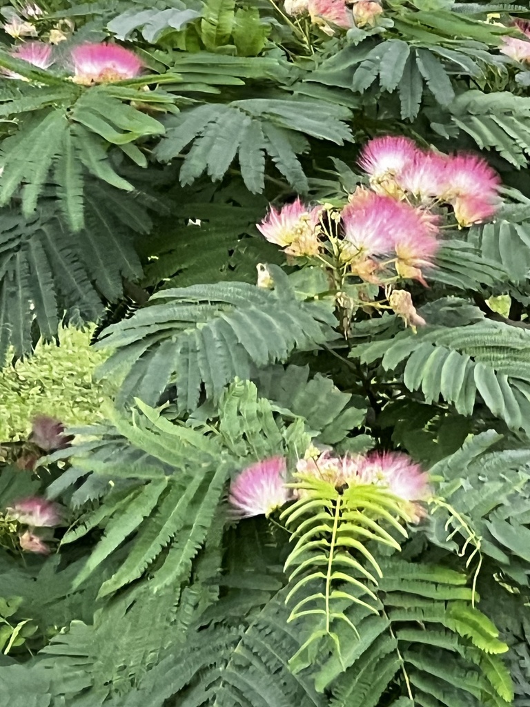 Persian silk tree from Dallas College - Brookhaven Campus, Farmers ...