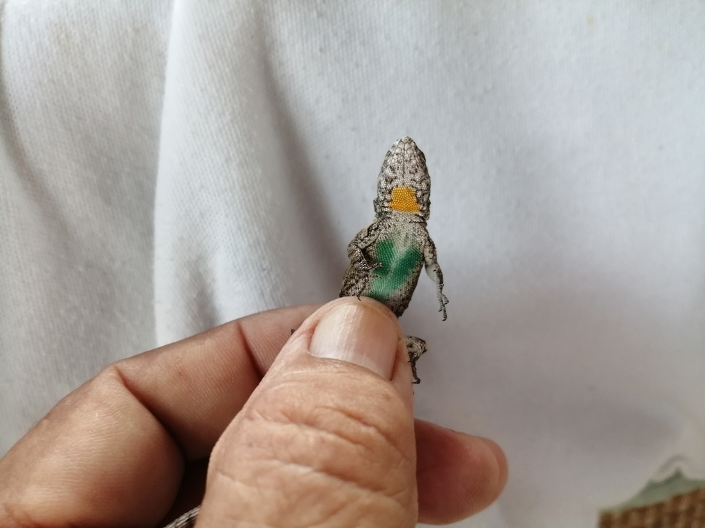 Tree and Bush Lizards from 61746 Mich., México on December 15, 2023 at ...