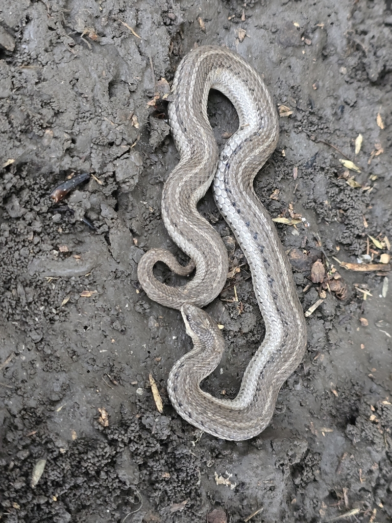 Lined Snake in May 2024 by Christina Latimer · iNaturalist