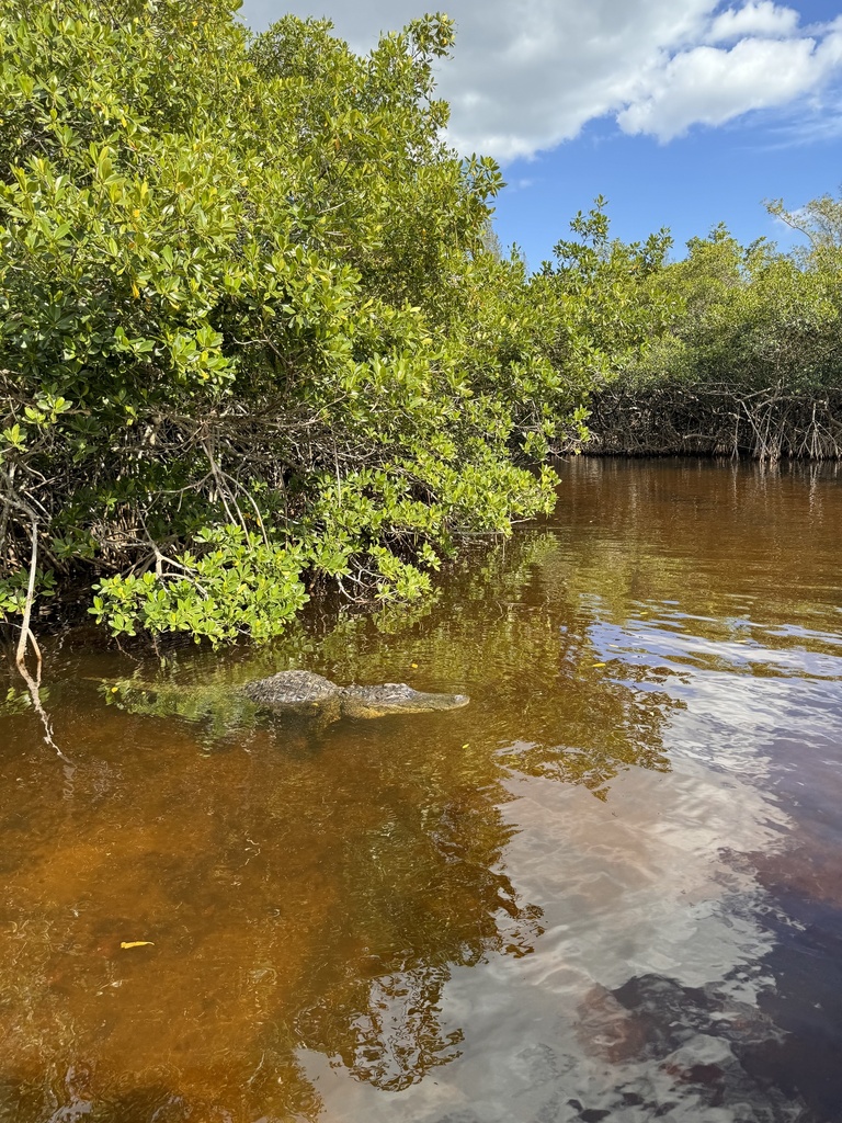American Alligator from Naples, FL, US on March 30, 2024 at 04:51 PM by ...