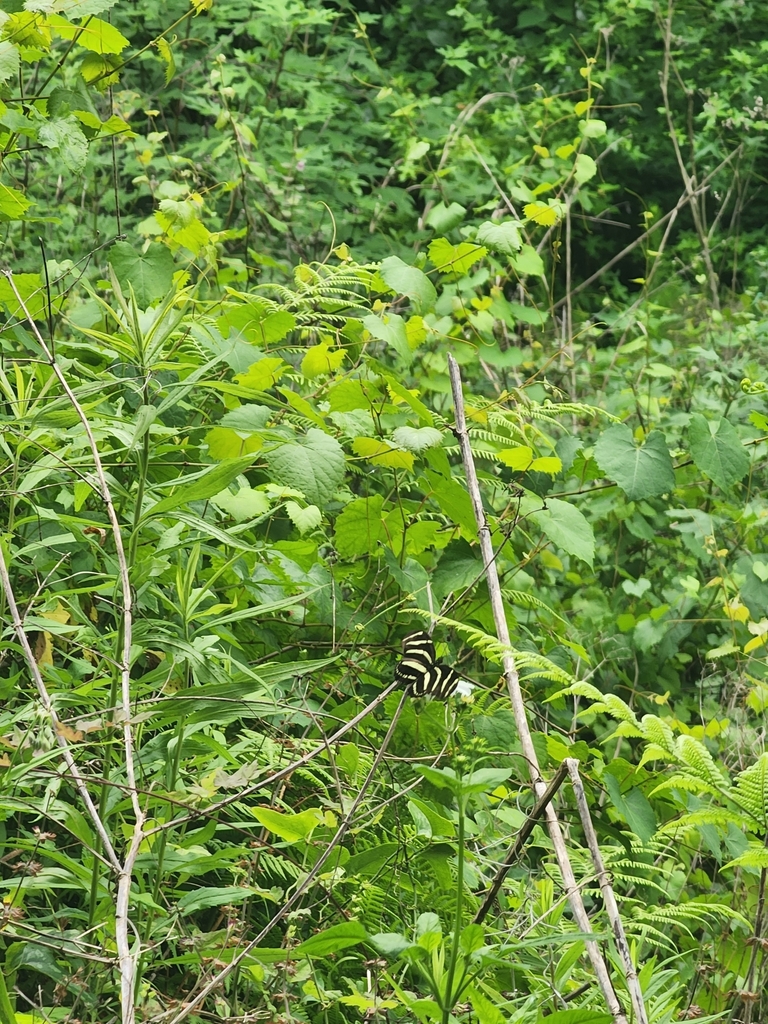 Zebra Longwing from Gainesville, FL 32641, USA on May 12, 2024 at 11:02 ...