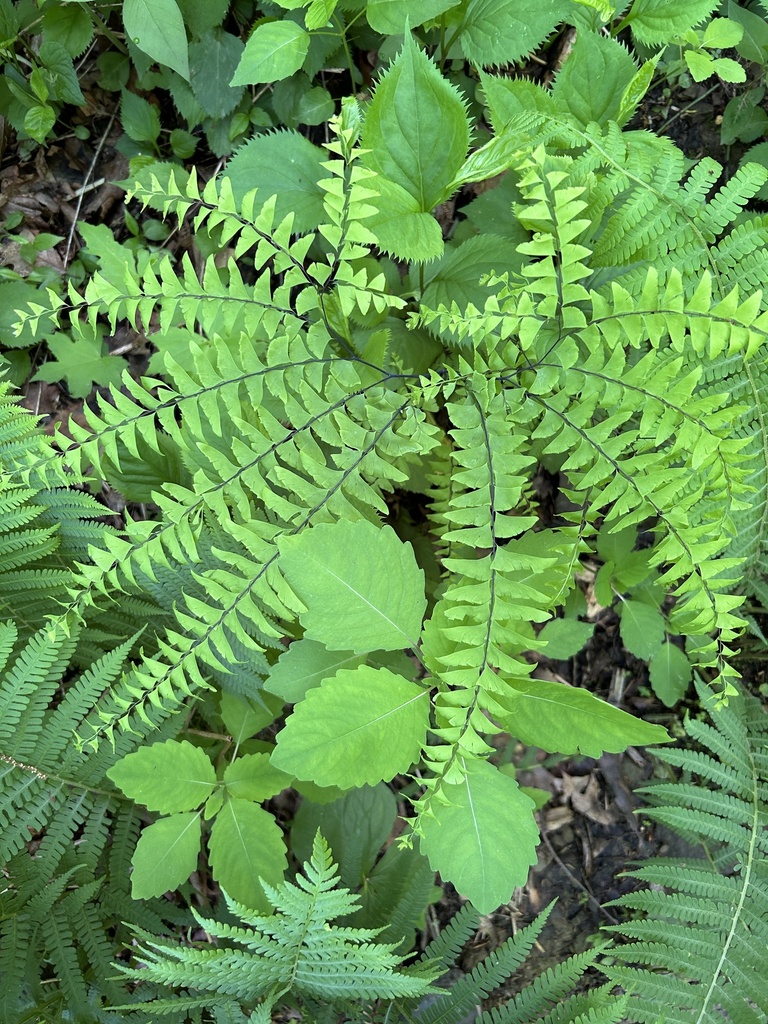 northern maidenhair fern from Hemlock Gorge Trail, Perrysville, OH, US ...