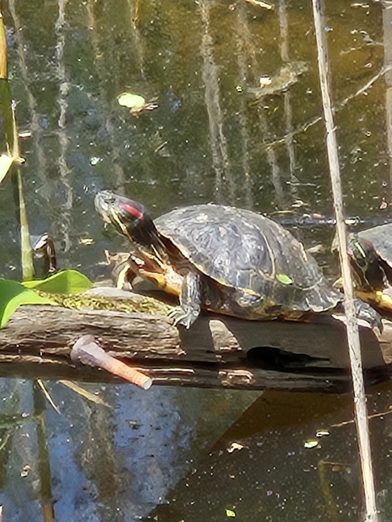 Red-eared Slider from Lawrenceburg Township, IN 47025, USA on May 12 ...