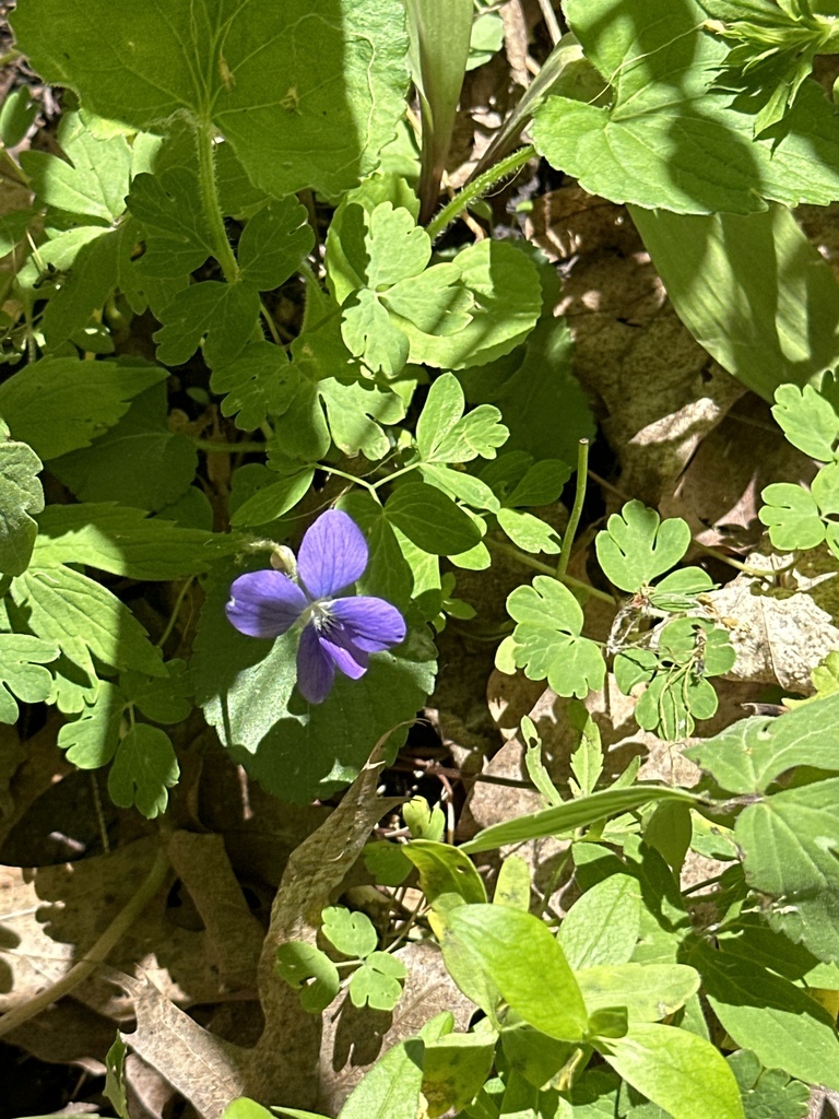 common blue violet from Rice Lake State Park, Owatonna, MN, US on May ...