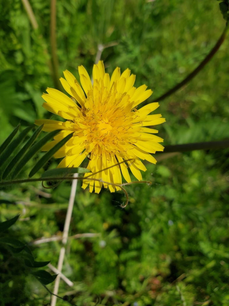 common dandelion from Sand Point, Seattle, WA 98115, USA on May 12 ...
