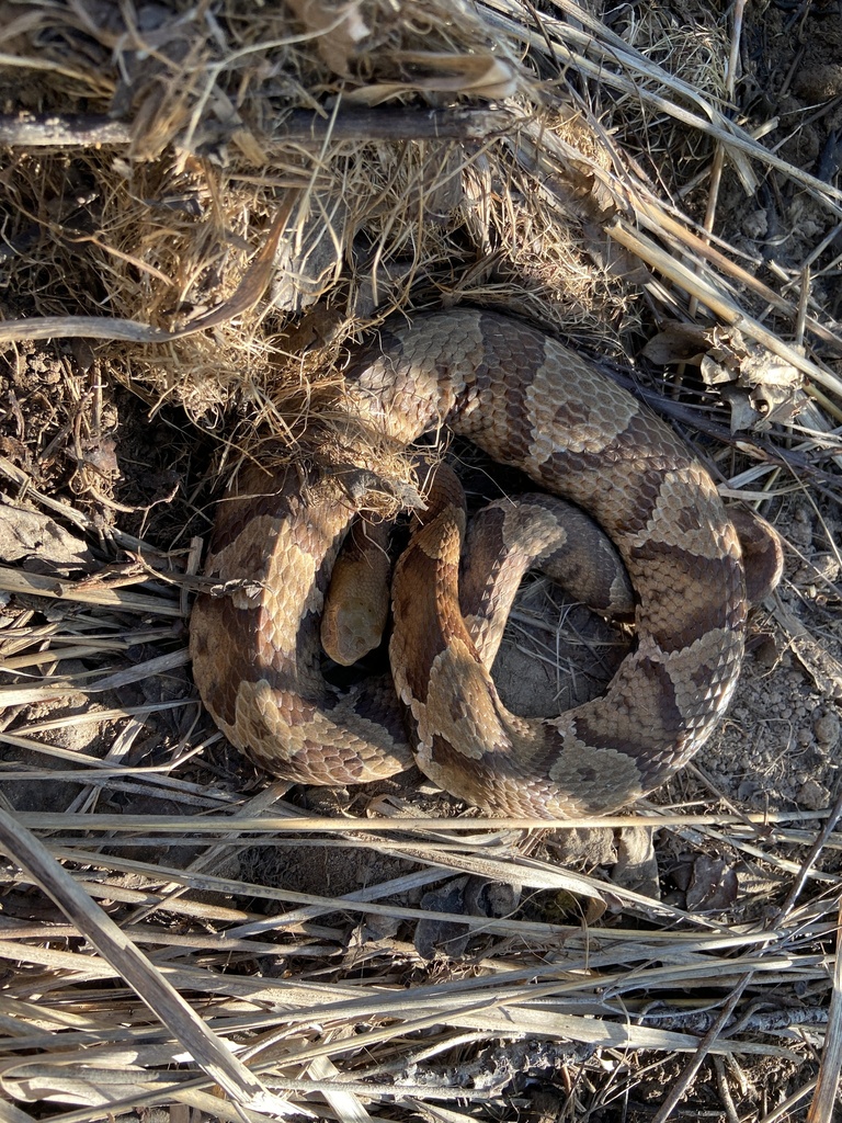 Eastern Copperhead in May 2024 by Jason Butler · iNaturalist