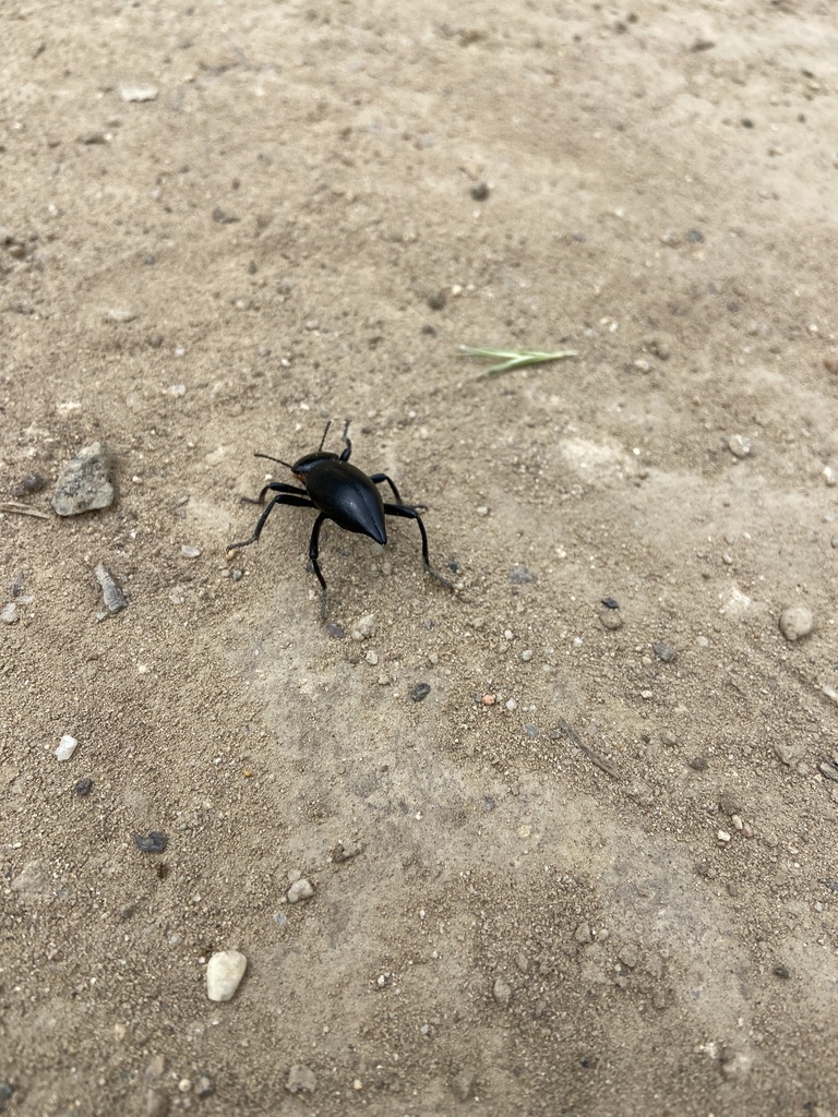 Eleodes acuticauda from Hollyleaf, Aliso Viejo, CA, US on May 12, 2024 ...