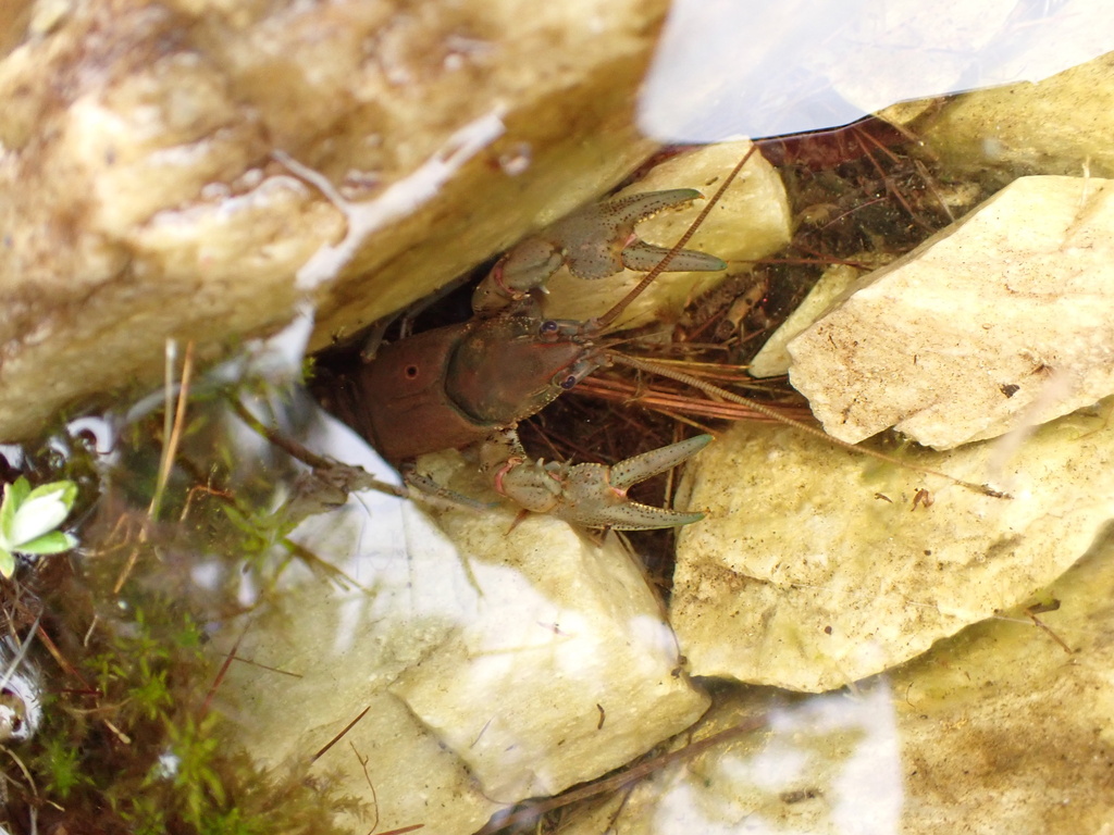 Big Water Crayfish from Killarney, ON, CA on May 9, 2024 at 10:46 PM by ...