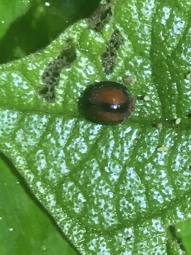 Genus Mada · iNaturalist