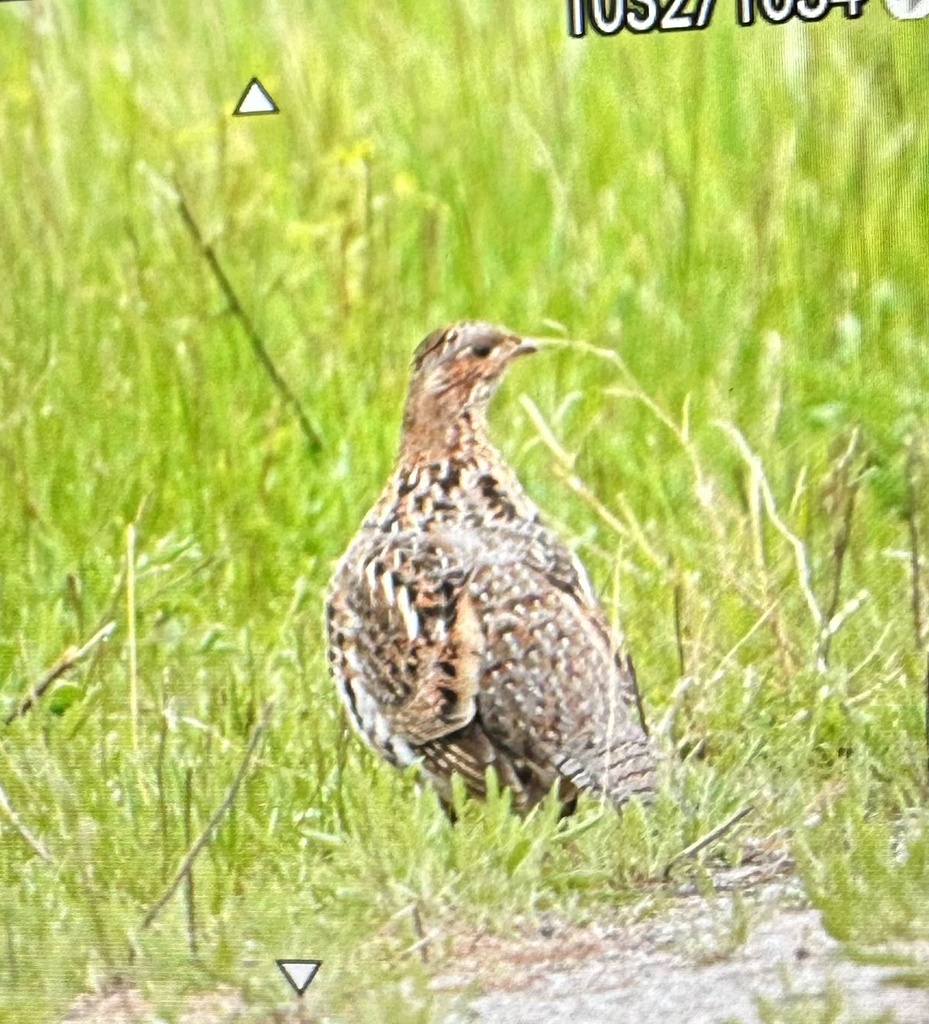 Ruffed Grouse from W Rez Rd, Brimley, MI, US on May 12, 2024 at 02:07 ...