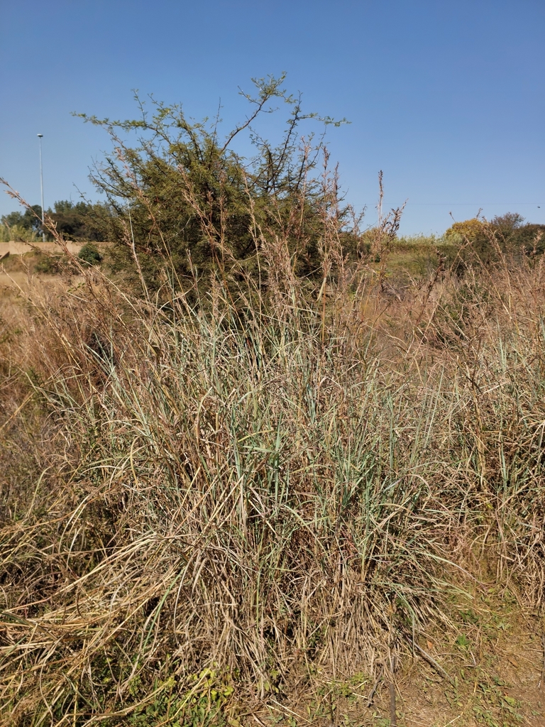 Blue Thatching Grass from Colbyn Valley Nature Area, Coordinates 'S25 ...