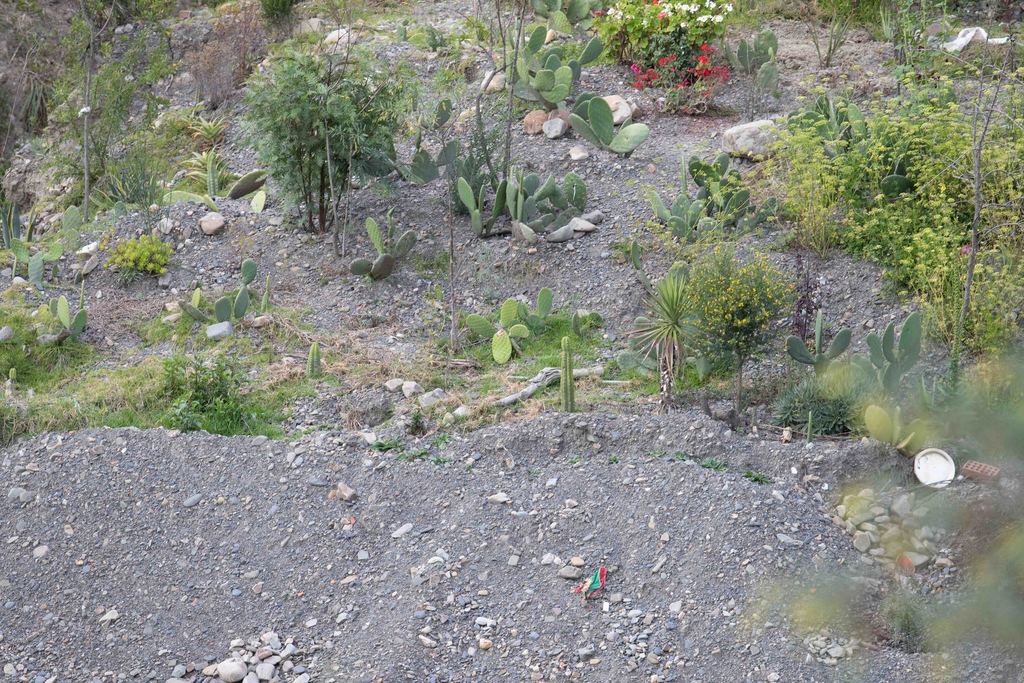 Bolivian torch cactus from Cota Cota, La Paz, Bolivia on April 29, 2019 ...