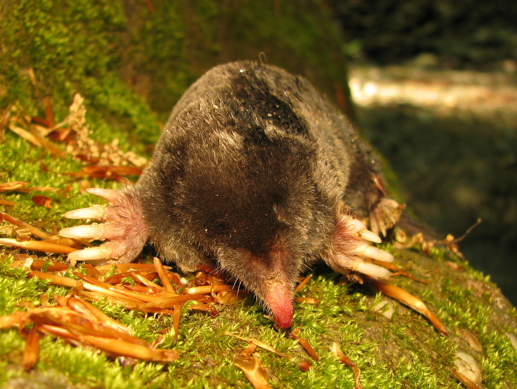 Hairy Tailed Mole Pup