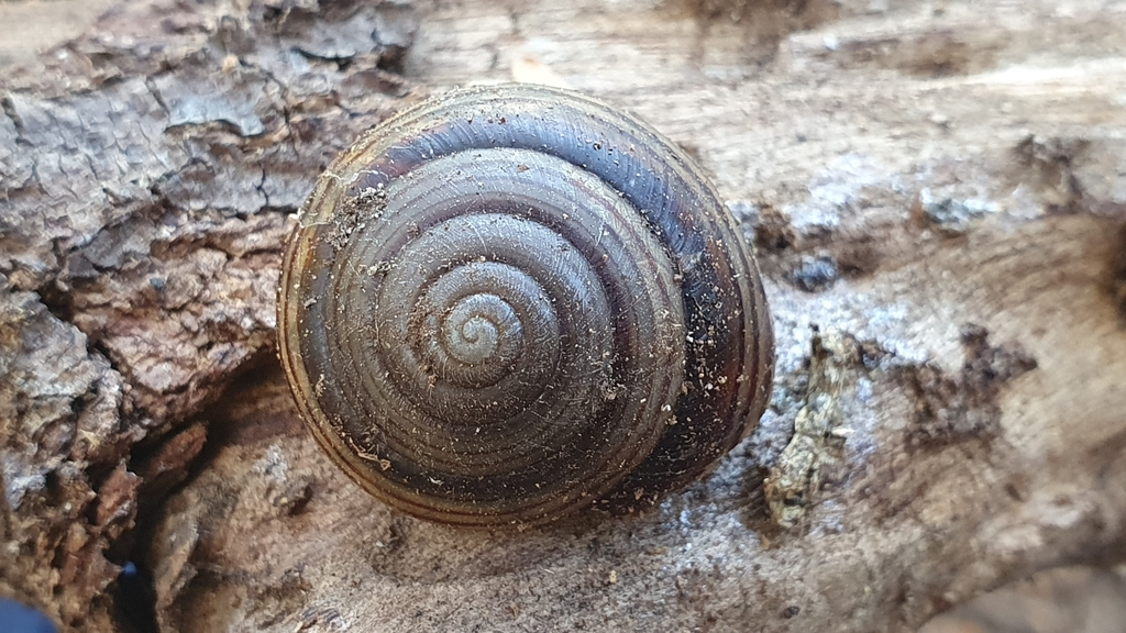 Pale Banded Snail from Wynnum QLD 4178, Australia on May 6, 2024 at 08: ...