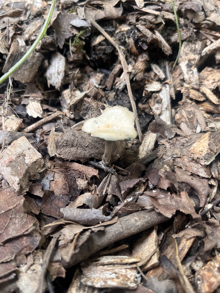 Psychedelic Ovoid Mushroom in May 2024 by Harrison Baucom · iNaturalist