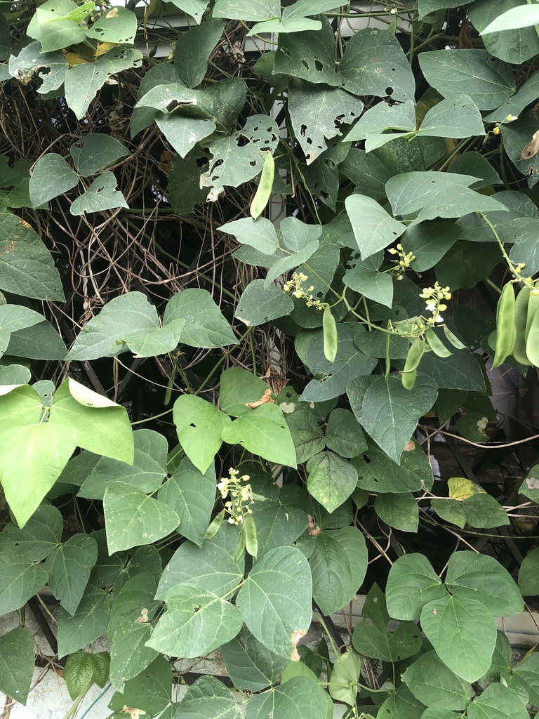 Lima Bean from Alonso Tapu y andi, Tena, Napo, EC on April 29, 2019 at ...