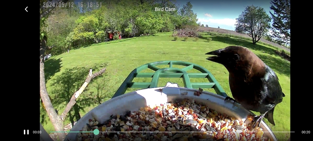 Brown-headed Cowbird from New Germany, MN 55367, USA on May 12, 2024 at ...