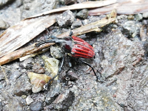Cholus sanguineocostatus · iNaturalist Mexico