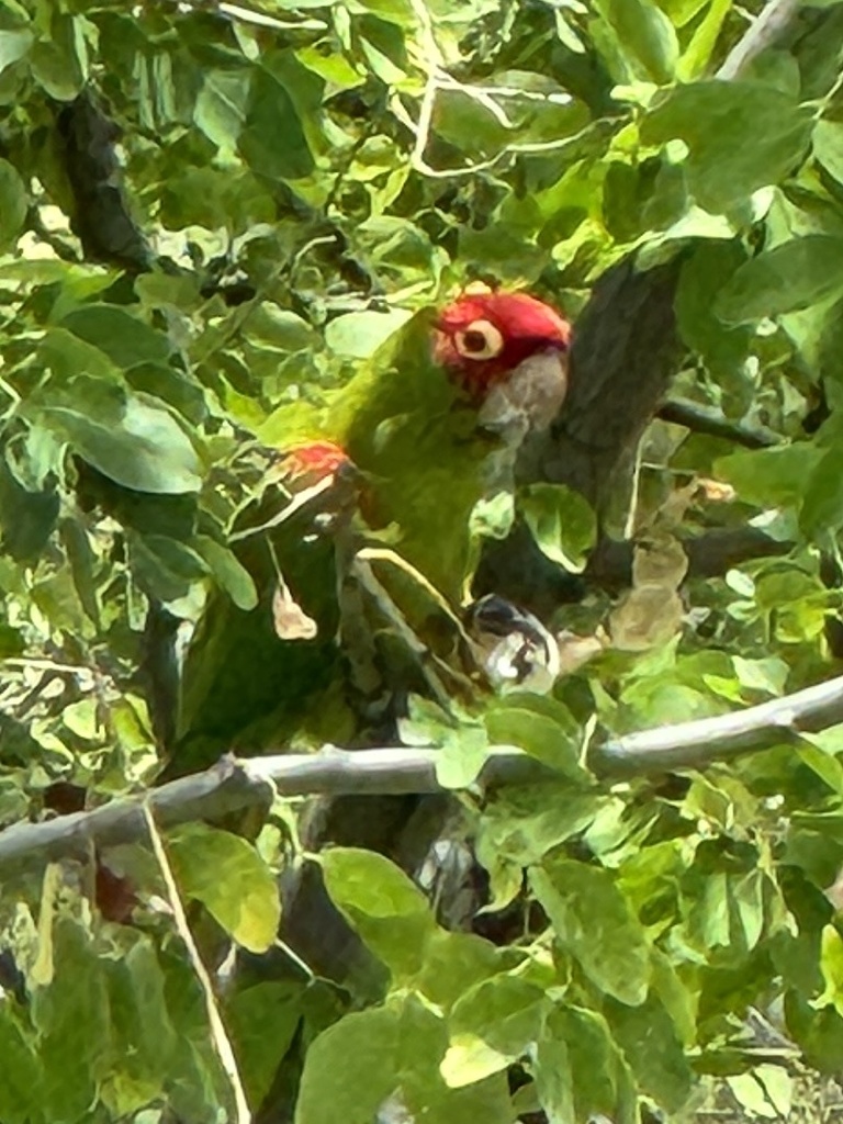 Red-masked Parakeet in May 2024 by Sarah Morgan · iNaturalist
