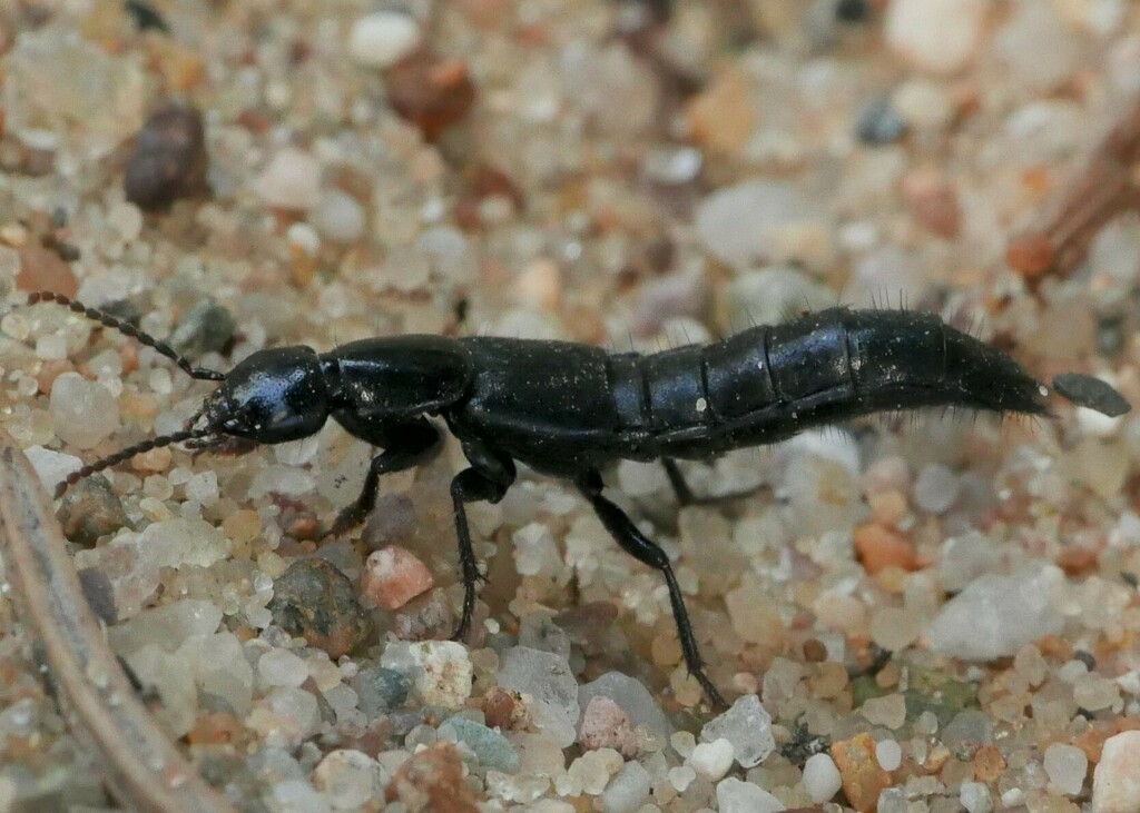 Staphylinina from Bezirk Spandau, Deutschland on September 19, 2020 at ...