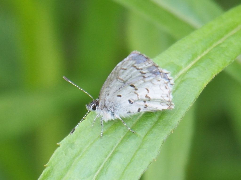 Northern Azure from Erin, ON N0B 1H0, Canada on May 12, 2024 at 01:55 ...