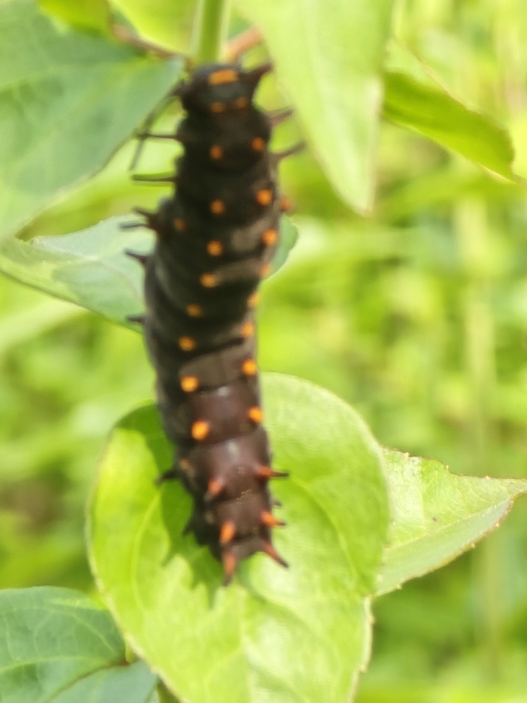 Pipevine Swallowtail from Pitkin, LA 70656, USA on May 11, 2024 at 04: ...