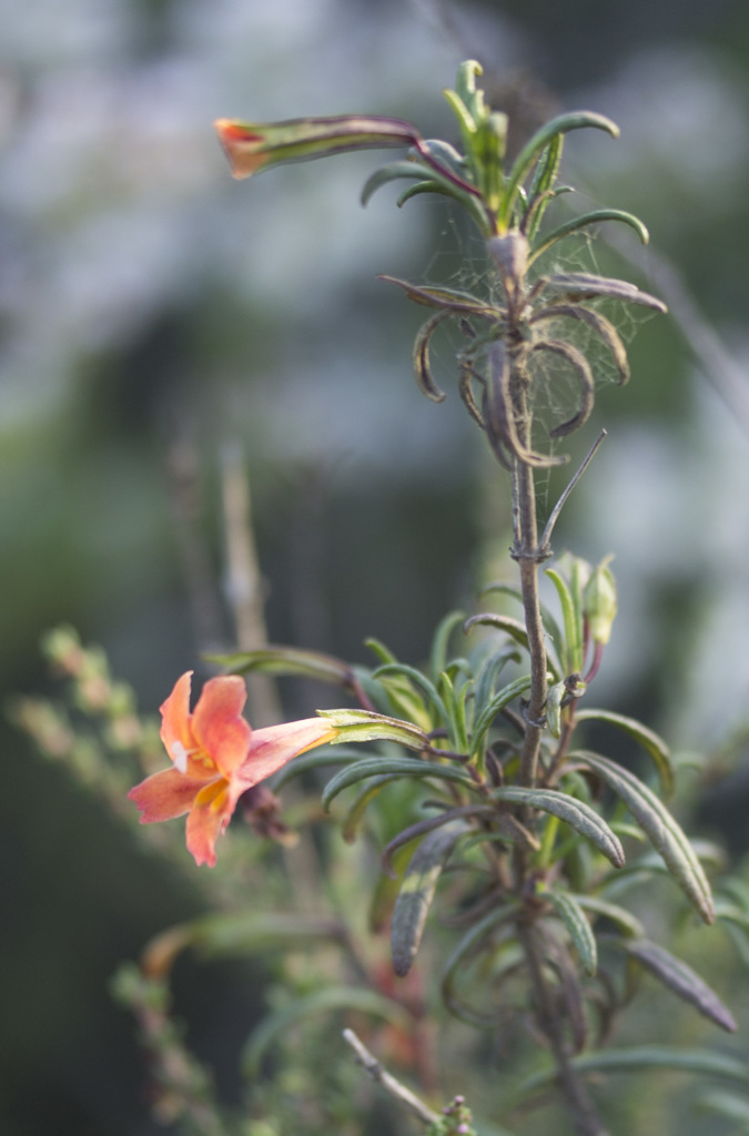 red bush monkeyflower from Torrey Pines State Reserve, San Diego County ...