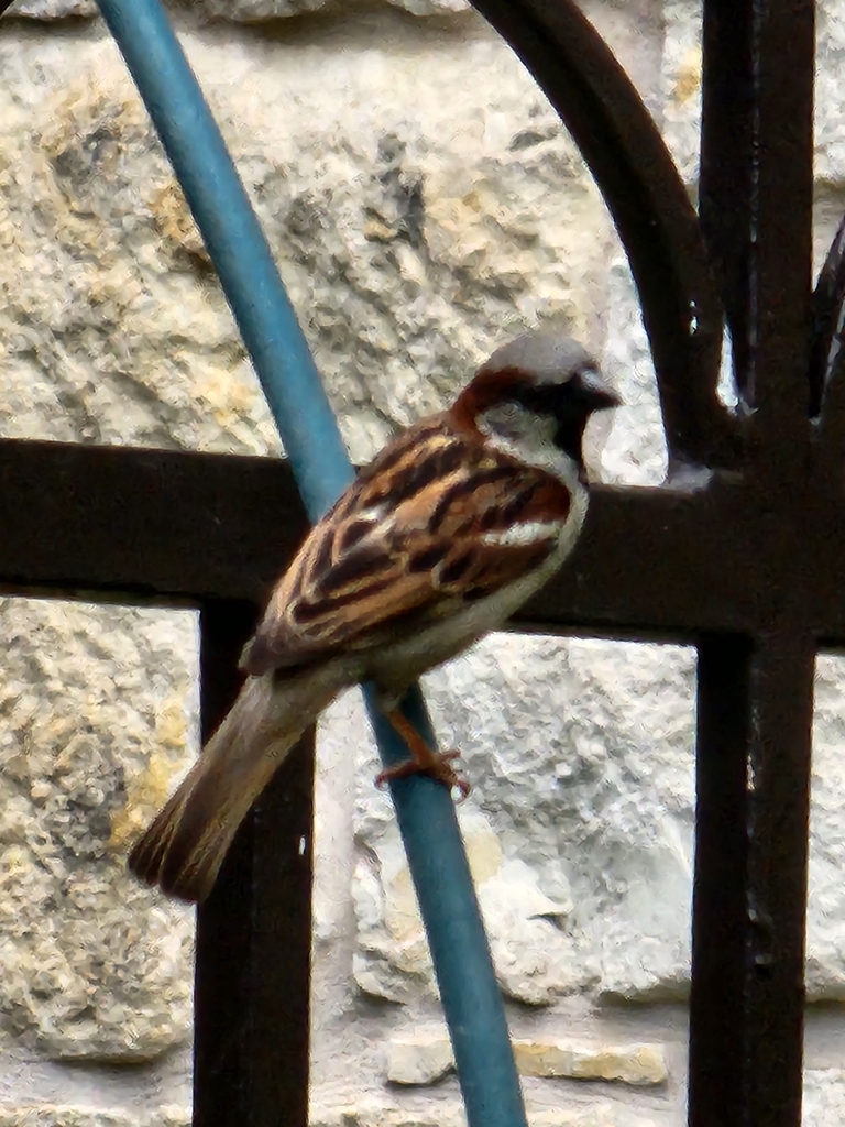 House Sparrow from Triangle State, Austin, TX, USA on May 4, 2024 at 04 ...