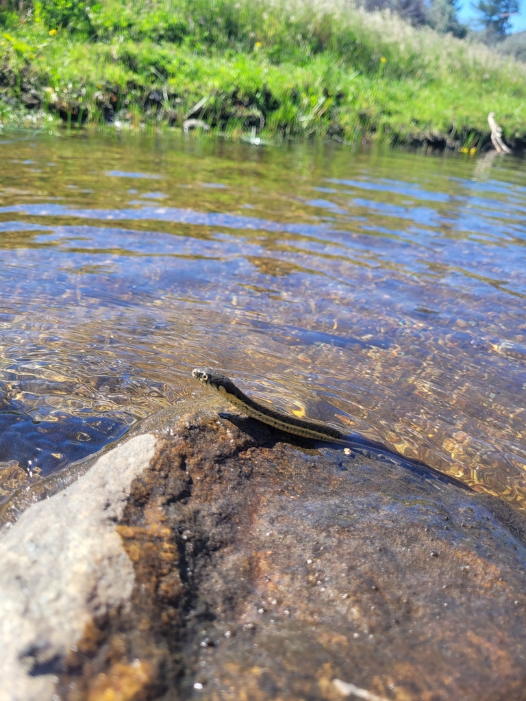 Two-striped Garter Snake in May 2024 by Joyce Staley Salazar · iNaturalist