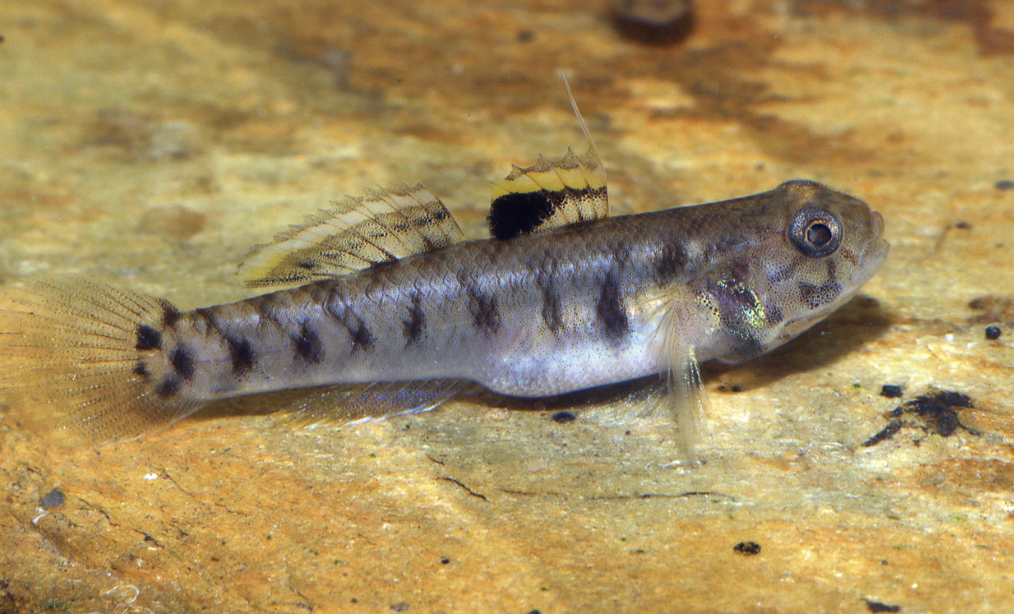 Chequered Mangrovegoby (Field guide to fish (guya) of Magnetic ...