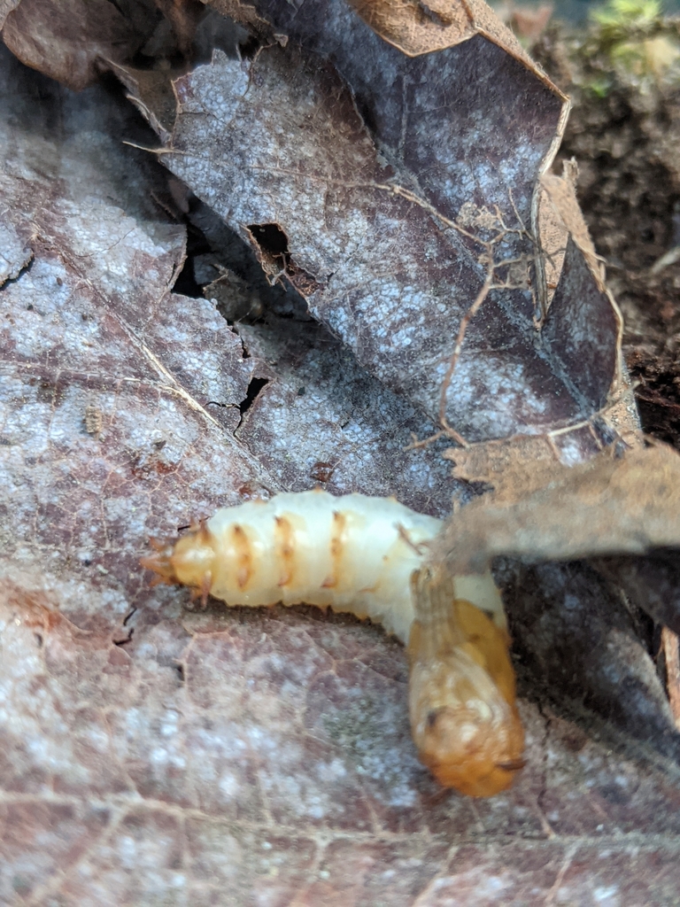Insects from Fauntleroy, Seattle, WA, USA on May 12, 2024 at 06:56 PM ...