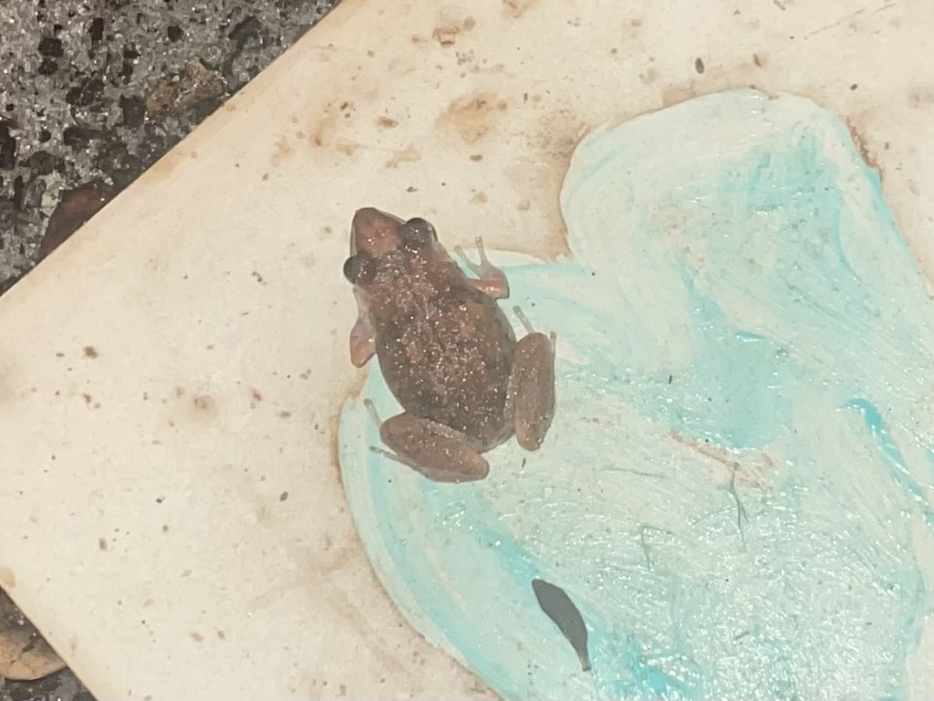 Greenhouse Frog from North Atlantic Ocean, Dunedin, FL, US on May 12 ...