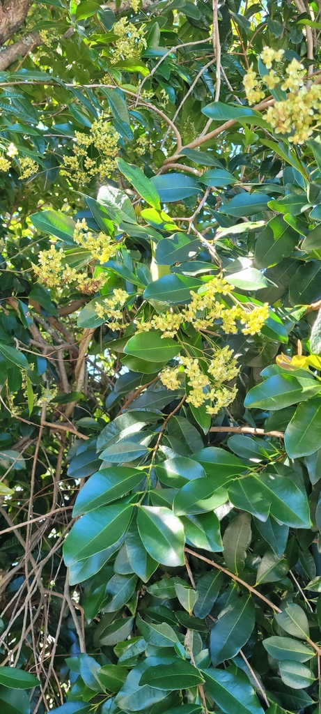 Something from Doonan QLD 4562, Australia on May 13, 2024 at 12:22 PM ...