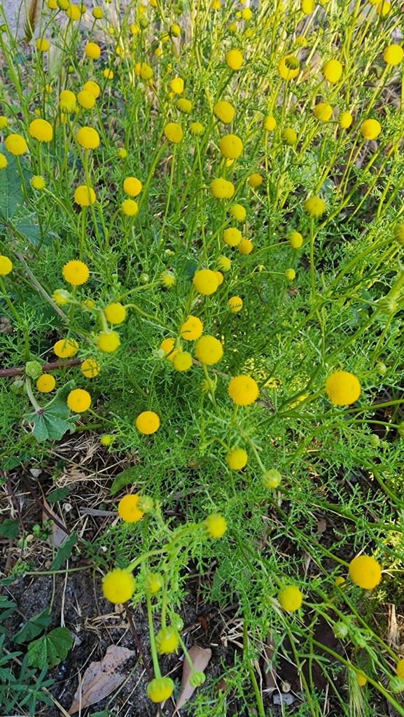 stinknet from Malibu, CA 90265, USA on May 12, 2024 at 06:38 PM by ...