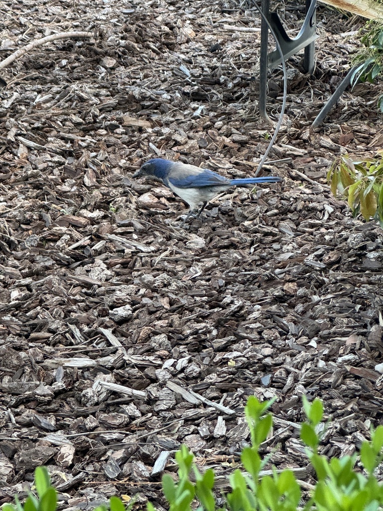 California Scrub-Jay from Okanogan - Wenatchee National Forest, Loomis ...