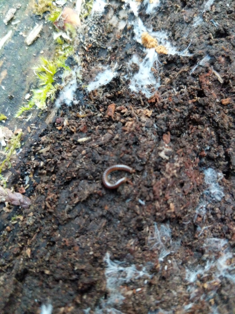 Something from Fauntleroy, Seattle, WA, USA on May 12, 2024 at 06:57 PM ...