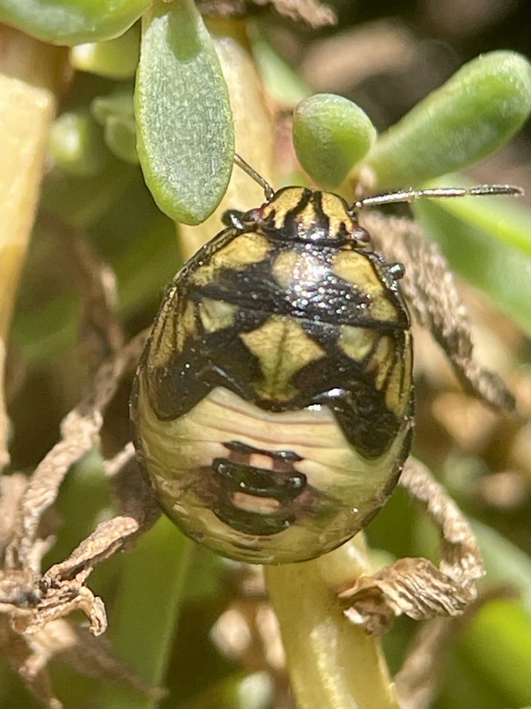 Plautia from Olivers Hill Reserve & Foreshore, Frankston South, VIC, AU ...