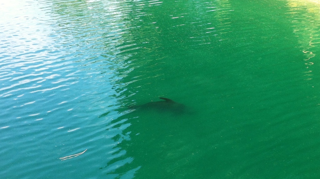 Chinese High-fin Banded Shark from Spy Glass Hill, City Of Industry, CA ...