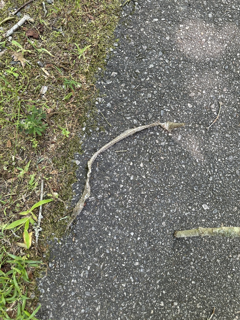 Colubrid Snakes from Neuse River Trail, Raleigh, NC, US on May 12, 2024 ...