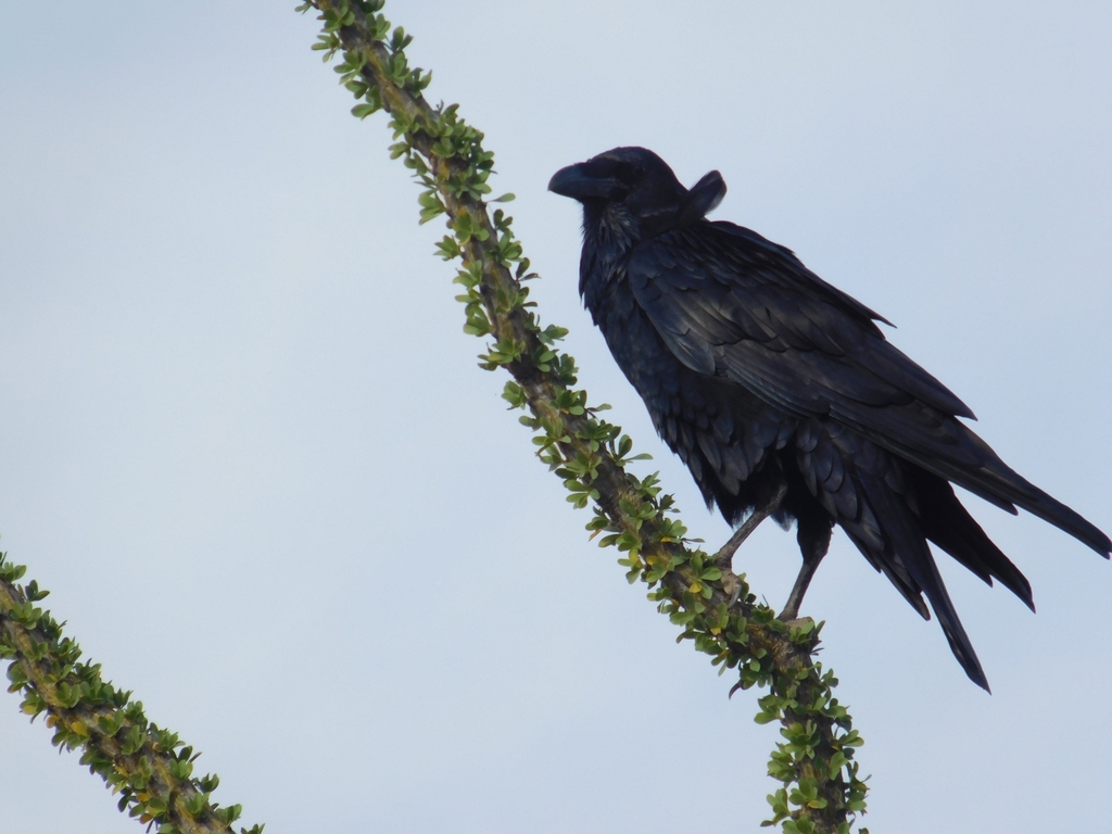 Common Raven from 83527 Son., México on October 07, 2022 at 08:41 AM by ...