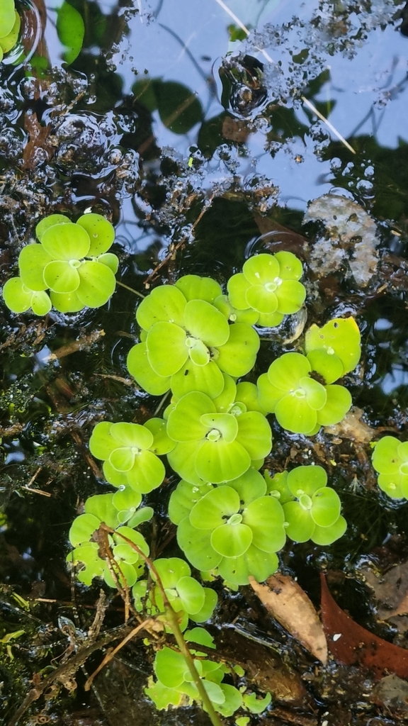 water lettuce from Middle Point NT 0822, Australia on May 13, 2024 at ...