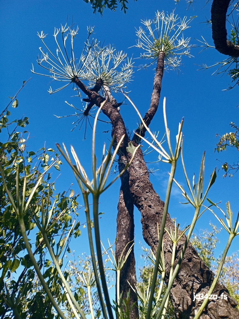 Cabbage Tree Emperor from JB Marks Local Municipality, South Africa on ...