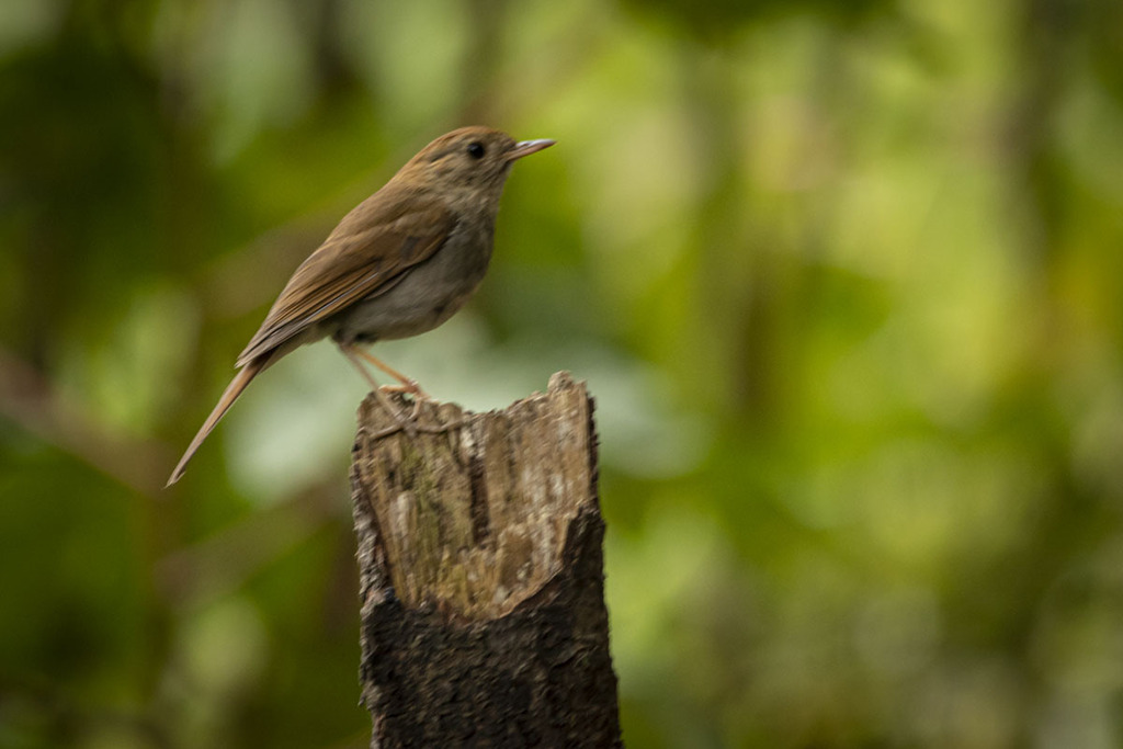 Russet Nightingale-Thrush from Valle de Bravo, Méx., México on June 28 ...