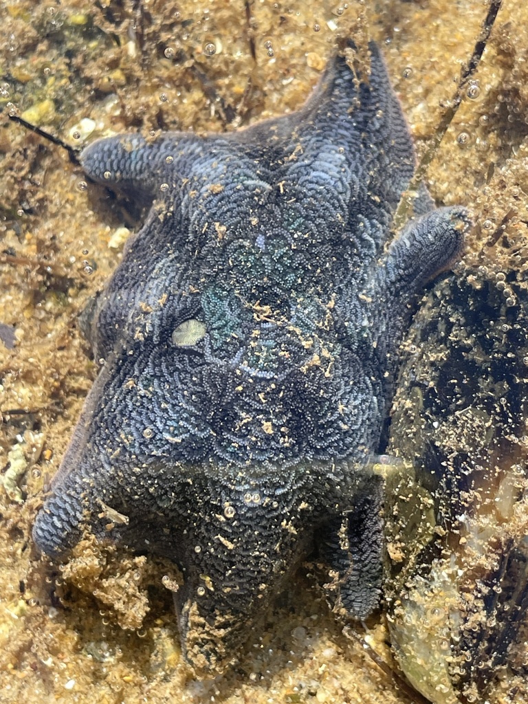 Carpet Sea Star from Bass Strait, Frankston South, VIC, AU on May 13 ...