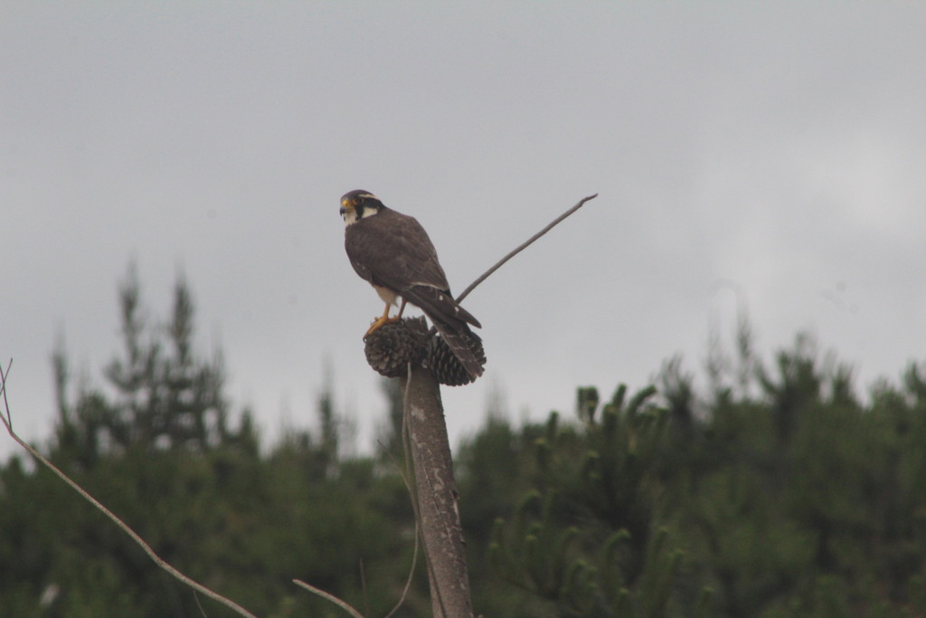 Aplomado Falcon from Talca Province, Maule, Chile on November 8, 2022 ...