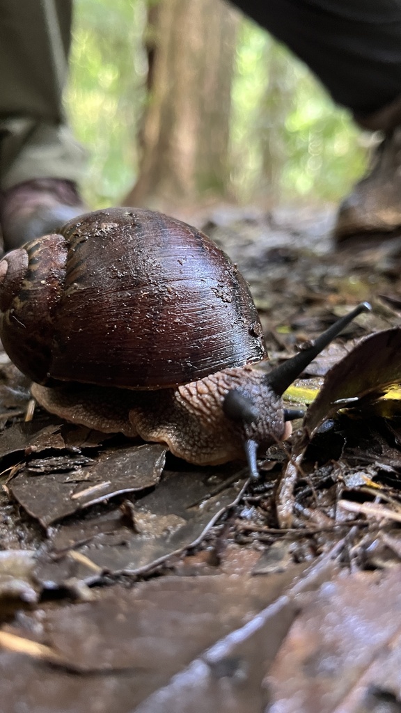 Giant Panda Snail from Lamington National Park, Binna Burra, QLD, AU on ...