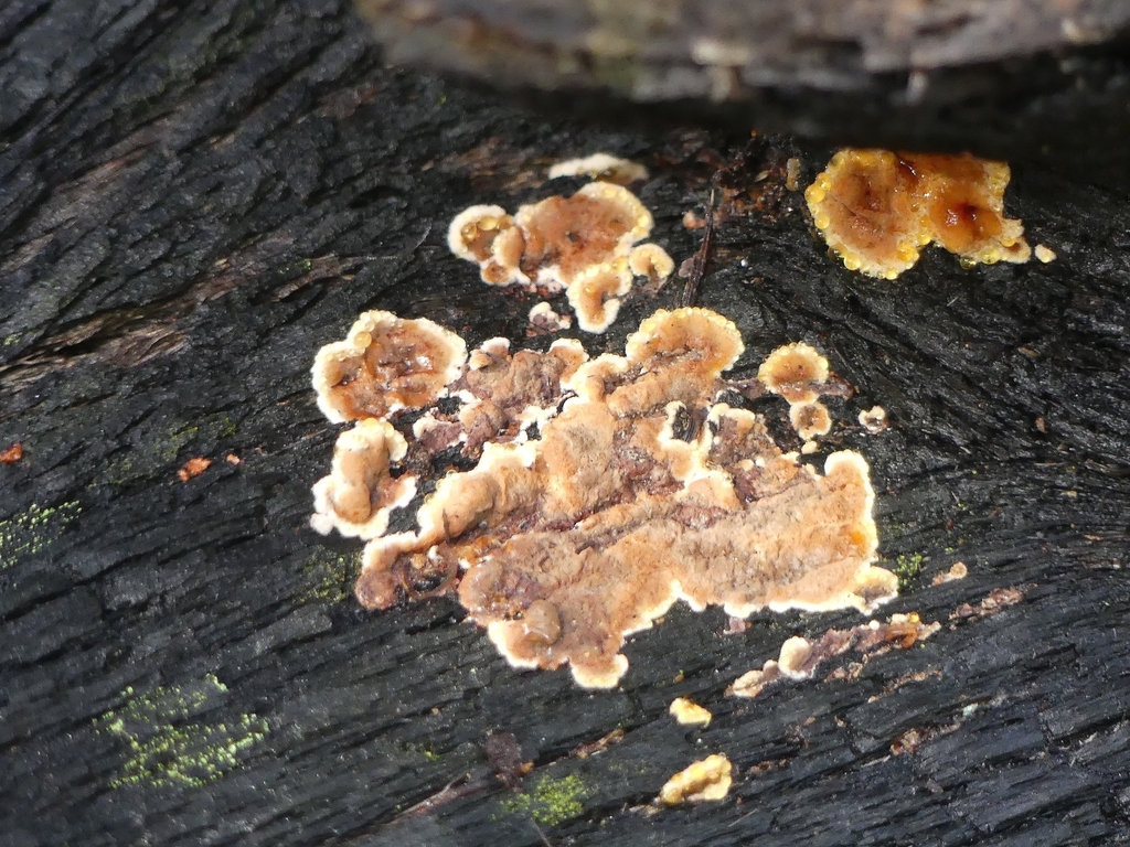 wet rot from Coolagolite NSW 2550, Australia on May 12, 2024 at 11:45 ...