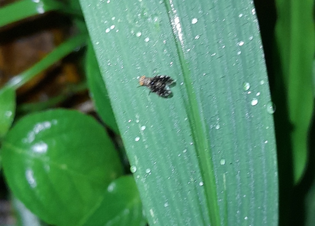 Homoneura trypetoptera from Horampella North, Sri Lanka on May 12, 2024 ...