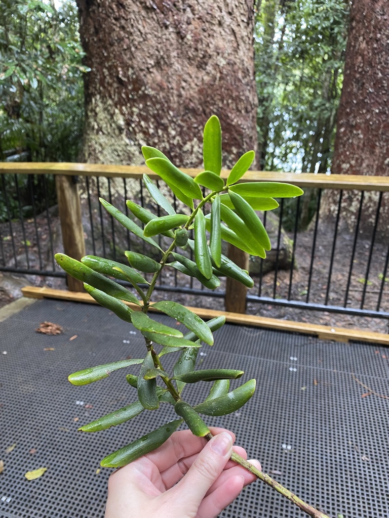 bull kauri from Crater Lakes National Park, Lake Barrine, QLD, AU on ...